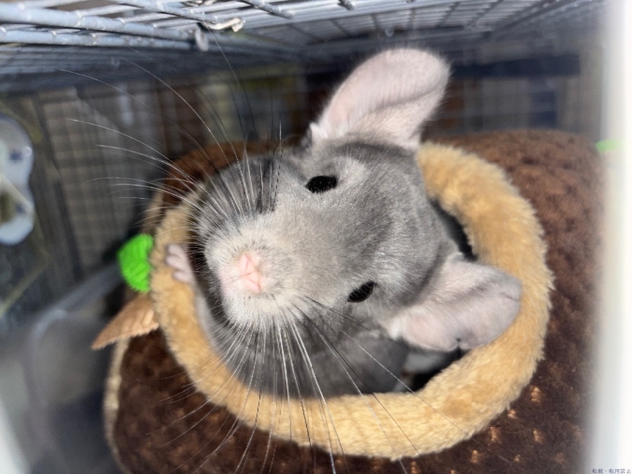 キャバ嬢のガールズブログ一覧【美人茶屋 高松】